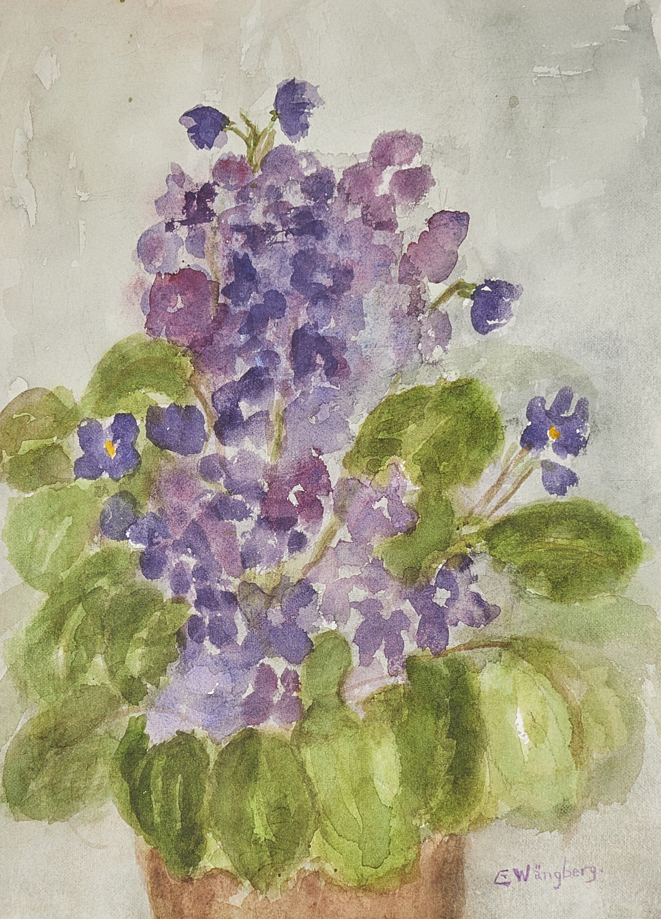 Akvareller, 3 st, Ellen Wängberg (1903-1989), Sverige. "Blåklint ...